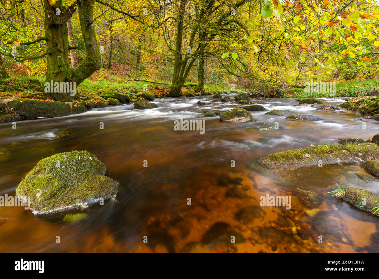 The East Dart River flowing through woodland at Dartmeet in Dartmoor ...