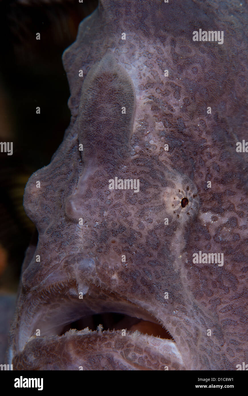 The face of a frogfish filling up the entire frame. A Giant Frogfish ...