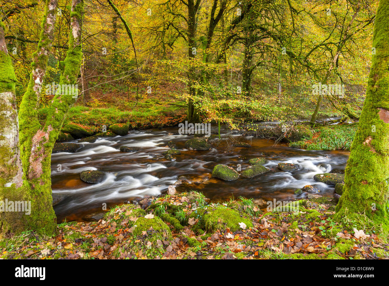 The East Dart River flowing through woodland at Dartmeet in Dartmoor ...