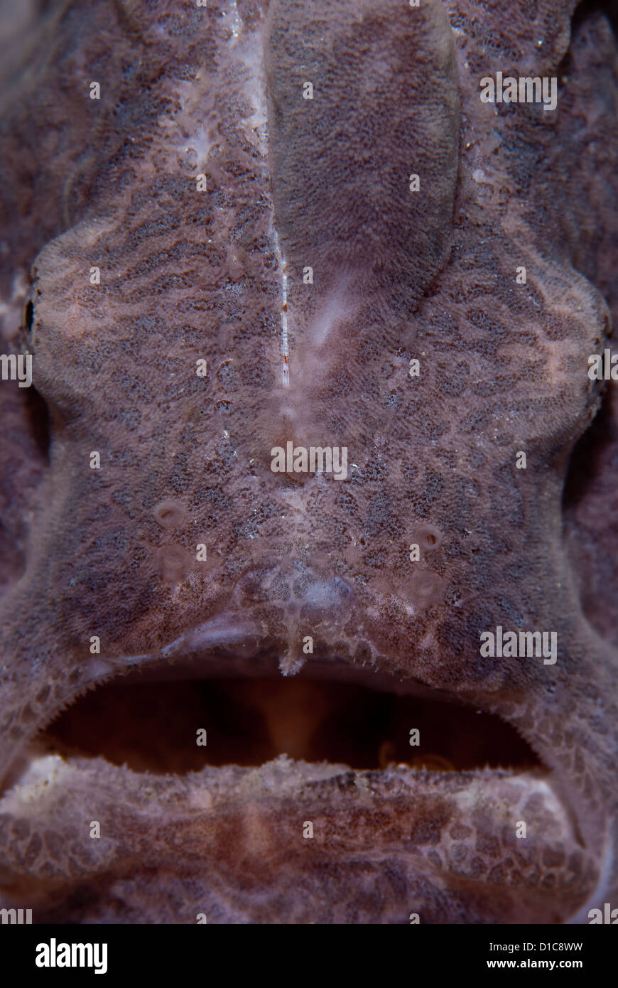 The face of a frogfish filling up the entire frame. A Giant Frogfish ...