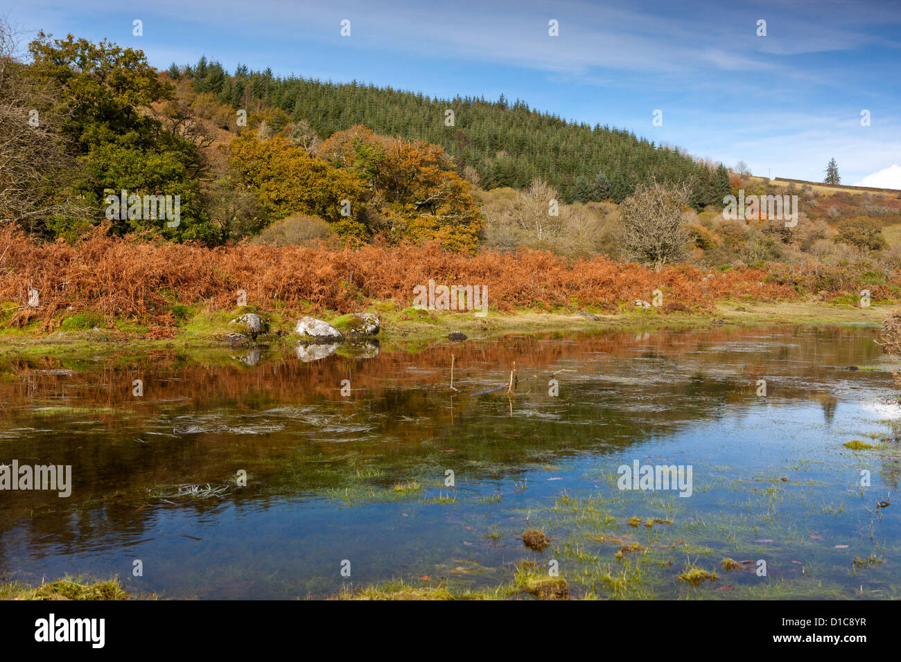 Woodland at Dartmeet in Dartmoor National Park Stock Photo - Alamy