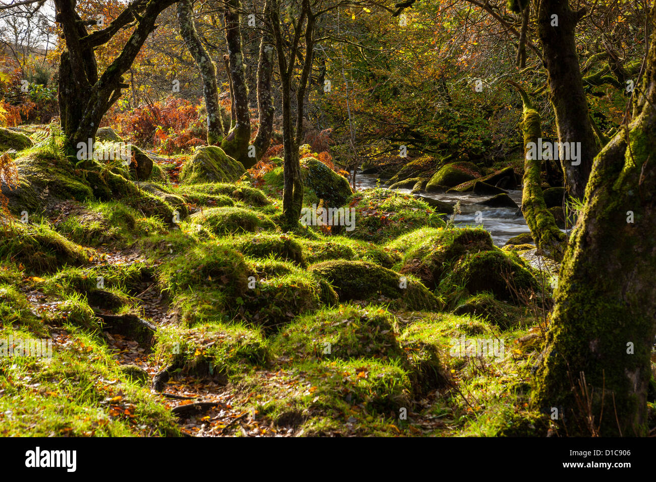 The East Dart River flowing through woodland at Dartmeet in Dartmoor ...