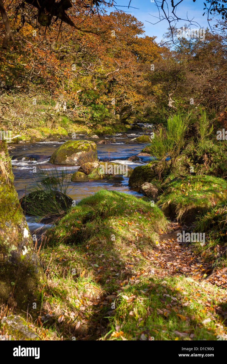 The East Dart River flowing through woodland at Dartmeet in Dartmoor ...