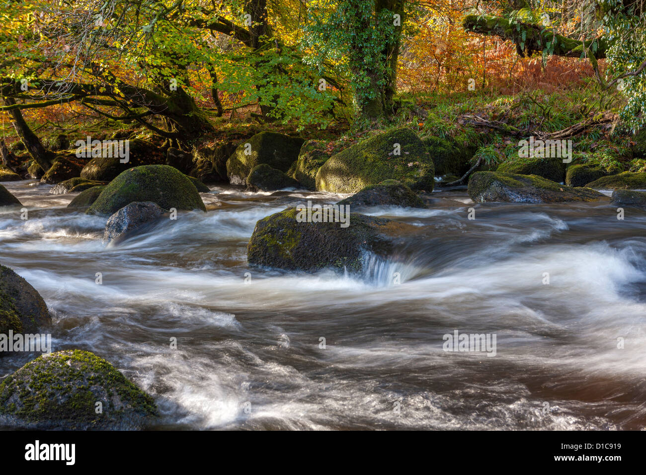 The East Dart River flowing through woodland at Dartmeet in Dartmoor ...