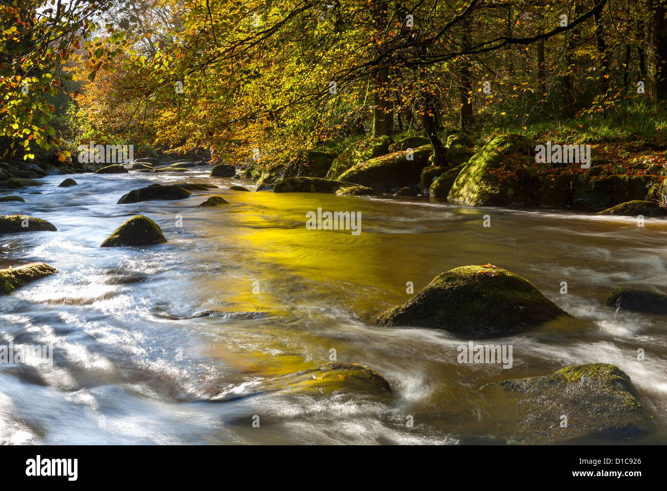 The East Dart River flowing through woodland at Dartmeet in Dartmoor ...