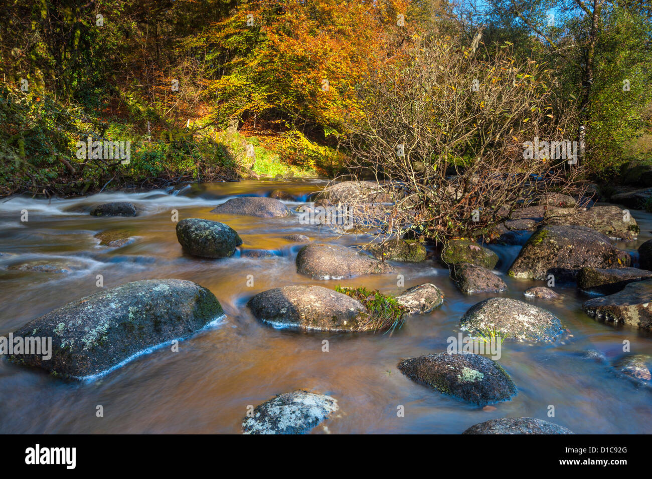 The East Dart River flowing through woodland at Dartmeet in Dartmoor ...