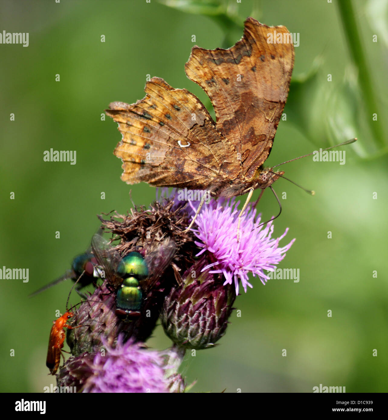 Comma Butterfly ( Polygonia c-album) macro image, showing the typical ...