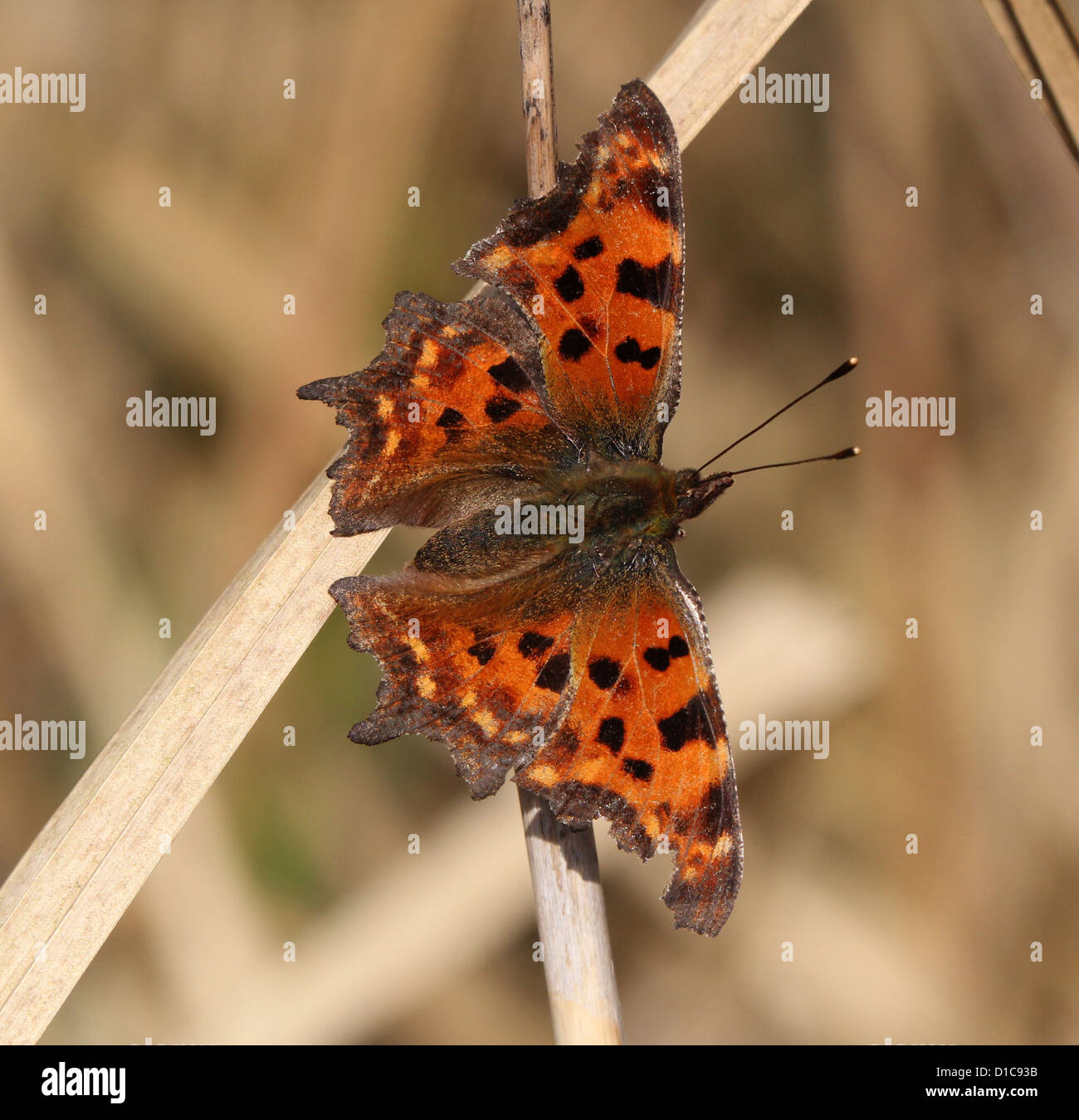 Comma Butterfly ( Polygonia c-album) macro image, showing the typical ...