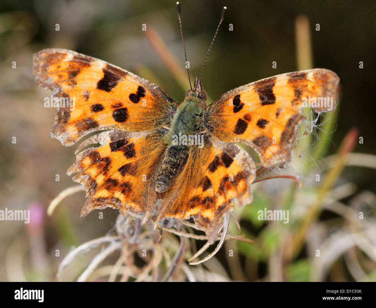 Ragged wing edges hi-res stock photography and images - Alamy