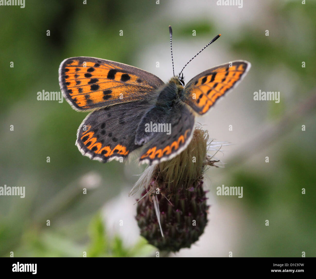 Copper butterfly hi-res stock photography and images - Alamy