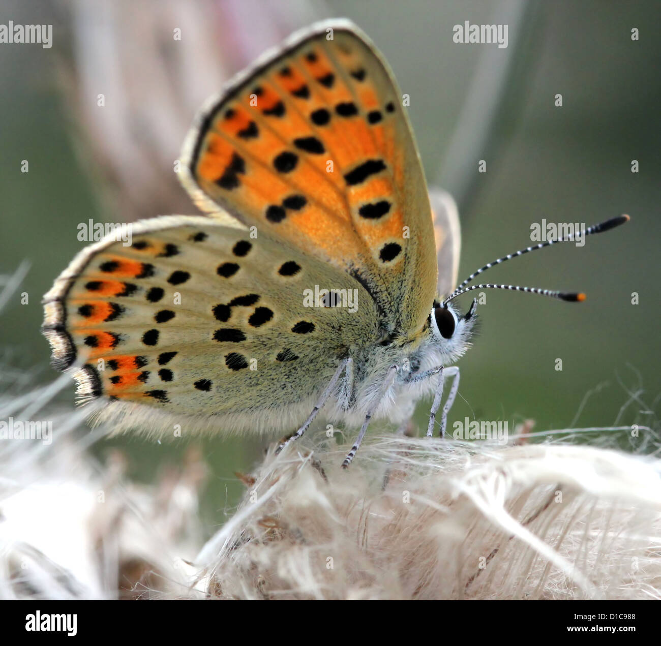 Macro image of a Sooty Copper butterfly (Lycaena tityrus Stock Photo ...