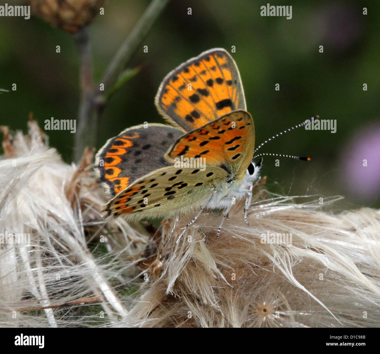 Copper butterfly hi-res stock photography and images - Alamy