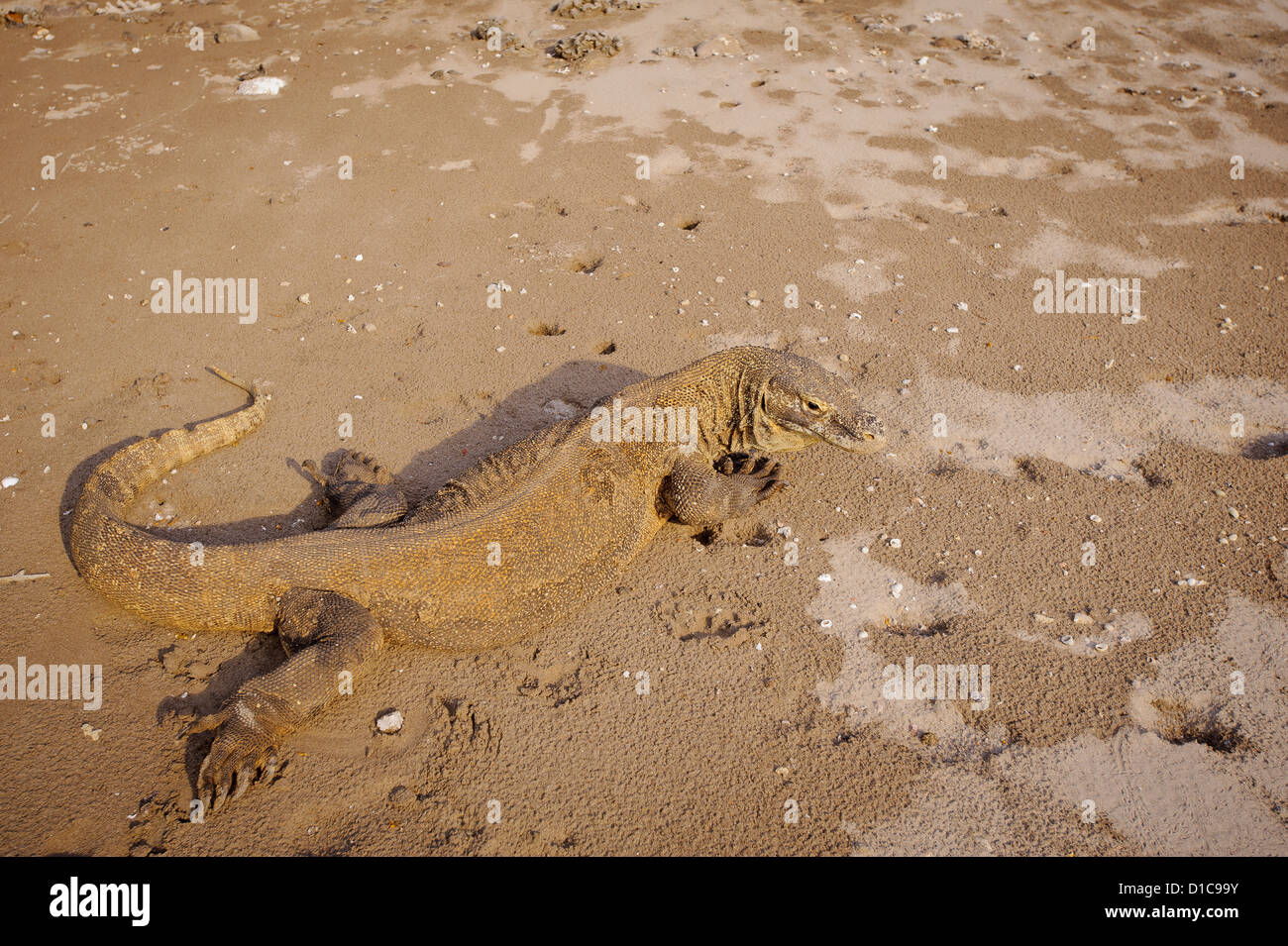 Komodo Dragon on the beach of Rincah in Horse Shoe Bay. Not in the ...