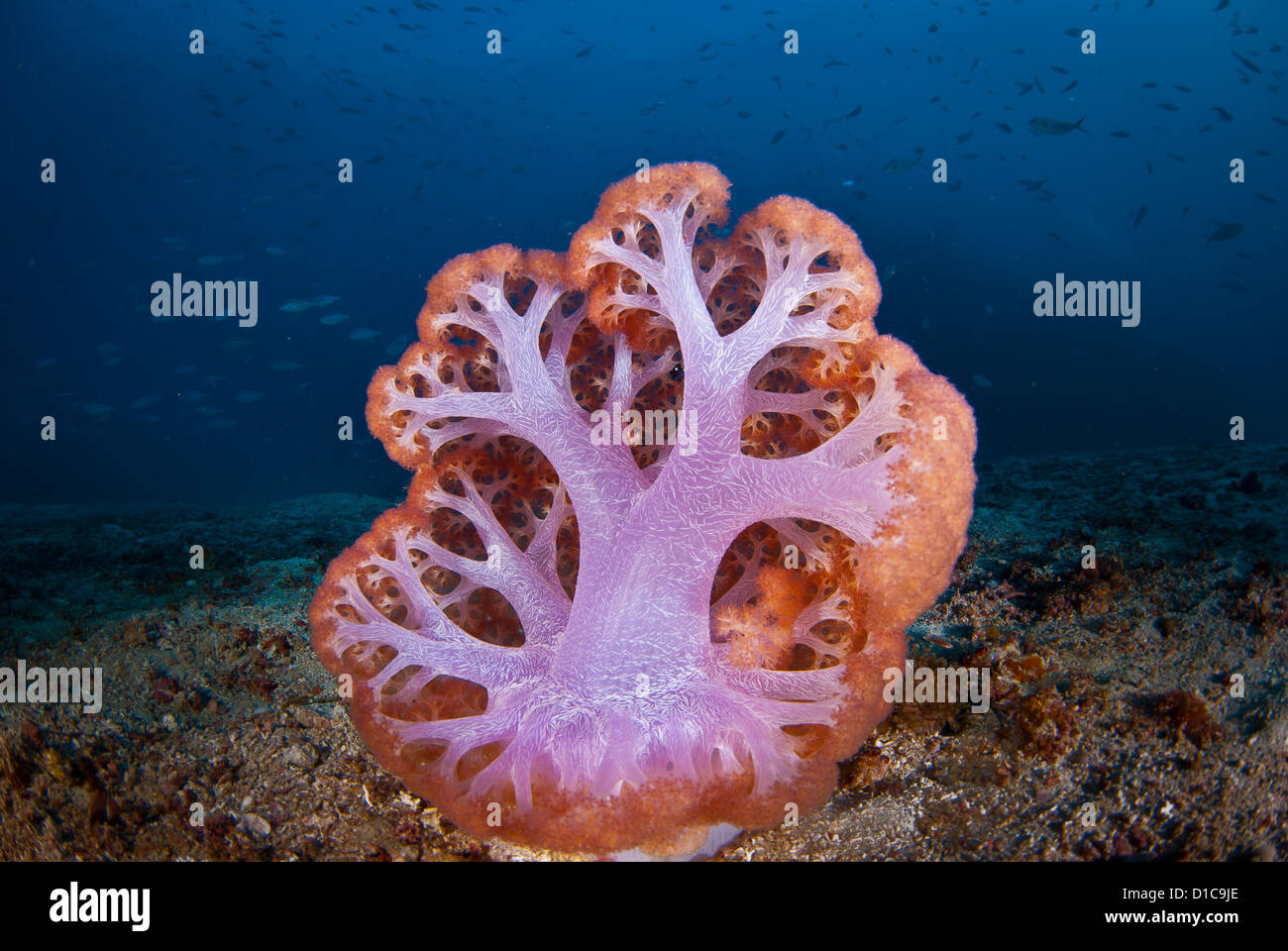 red pink soft coral portrait with blue water background and many fish ...
