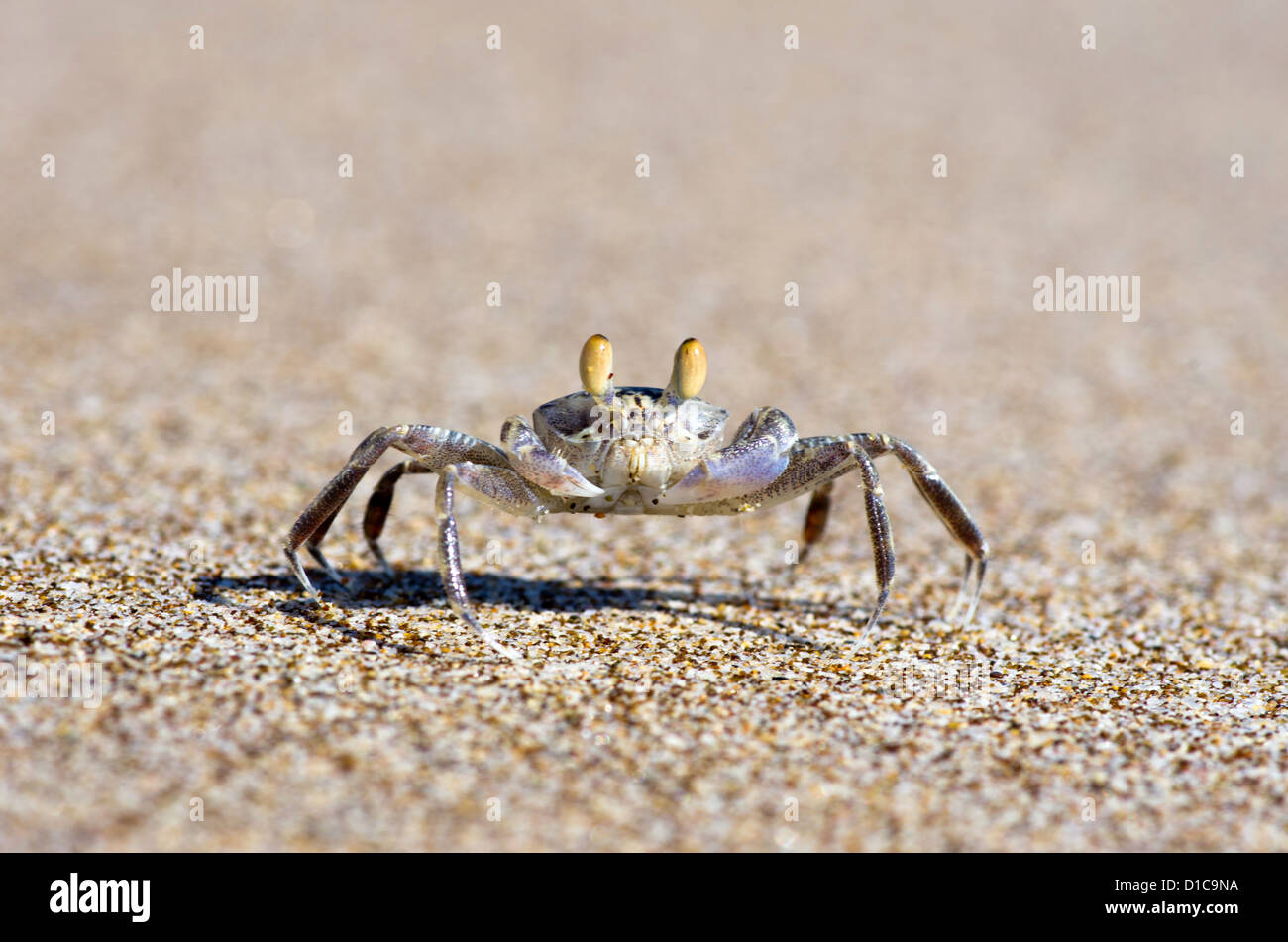 Burrowing crab hi-res stock photography and images - Alamy