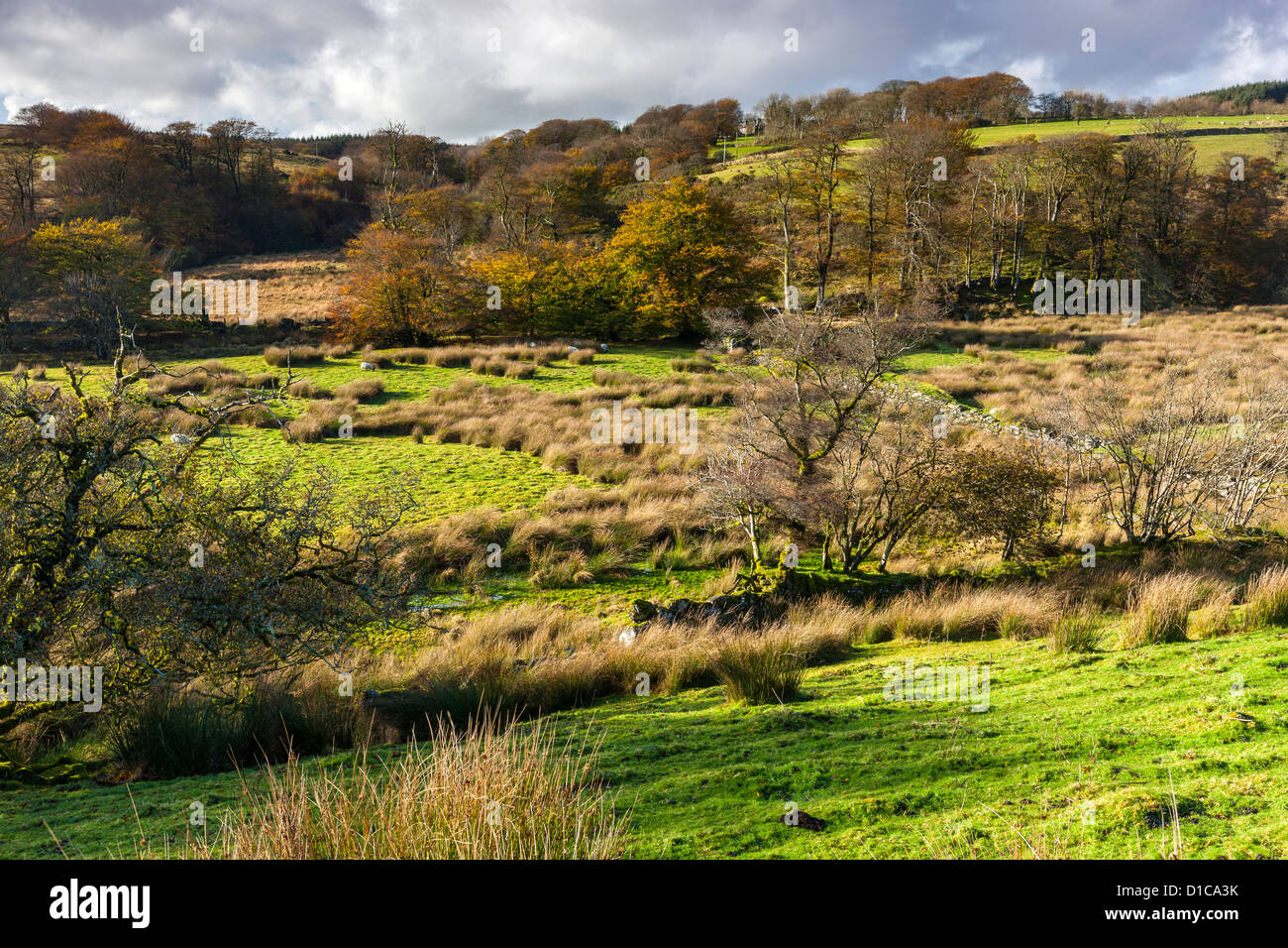 Valley of the West Dart River near Two Bridges in the Dartmoor National ...