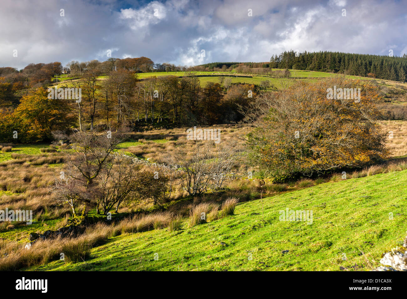 Valley of the West Dart River near Two Bridges in the Dartmoor National ...