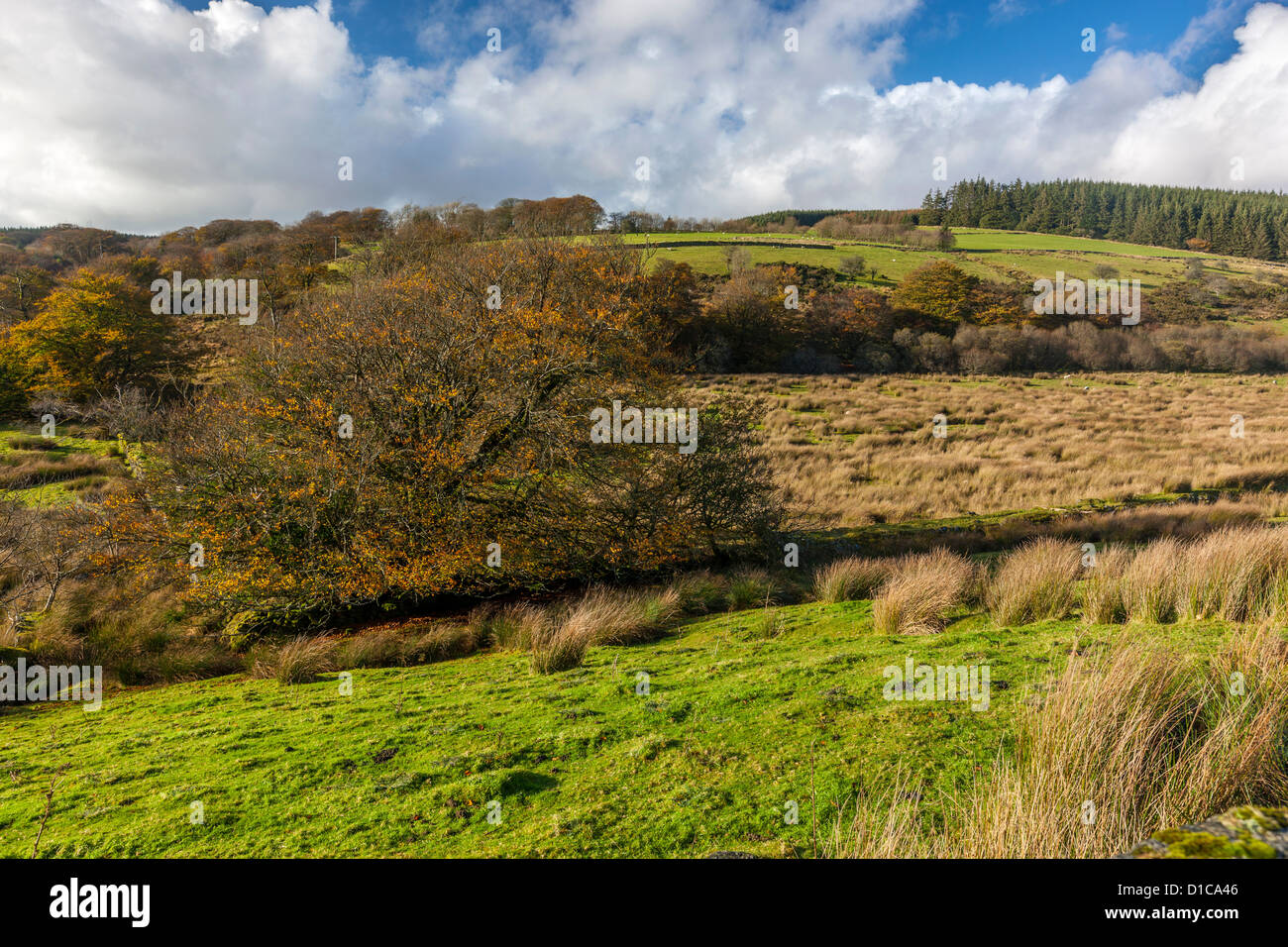 Valley of the West Dart River near Two Bridges in the Dartmoor National ...
