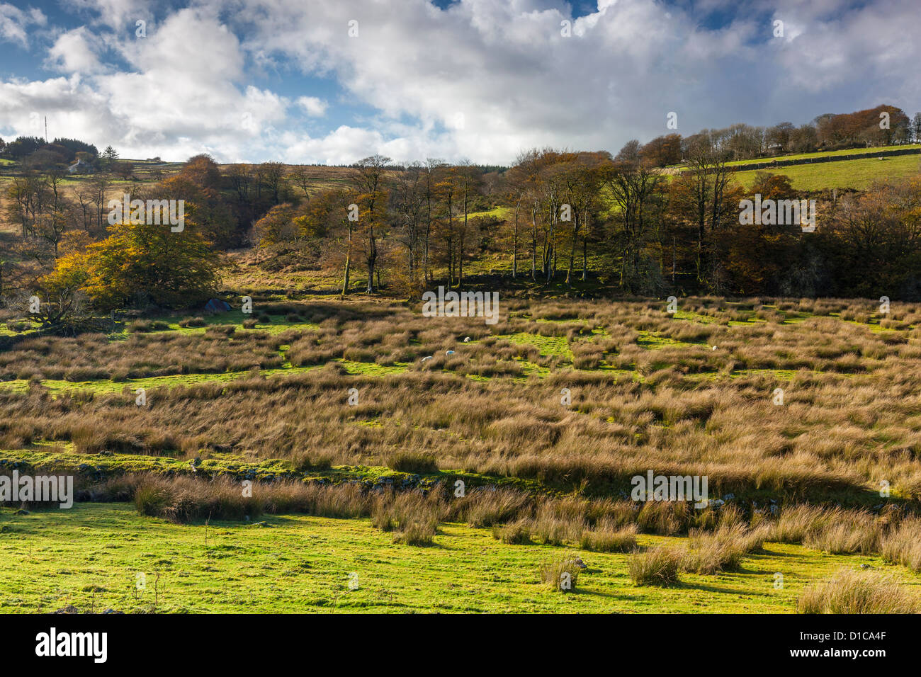 Valley of the West Dart River near Two Bridges in the Dartmoor National ...