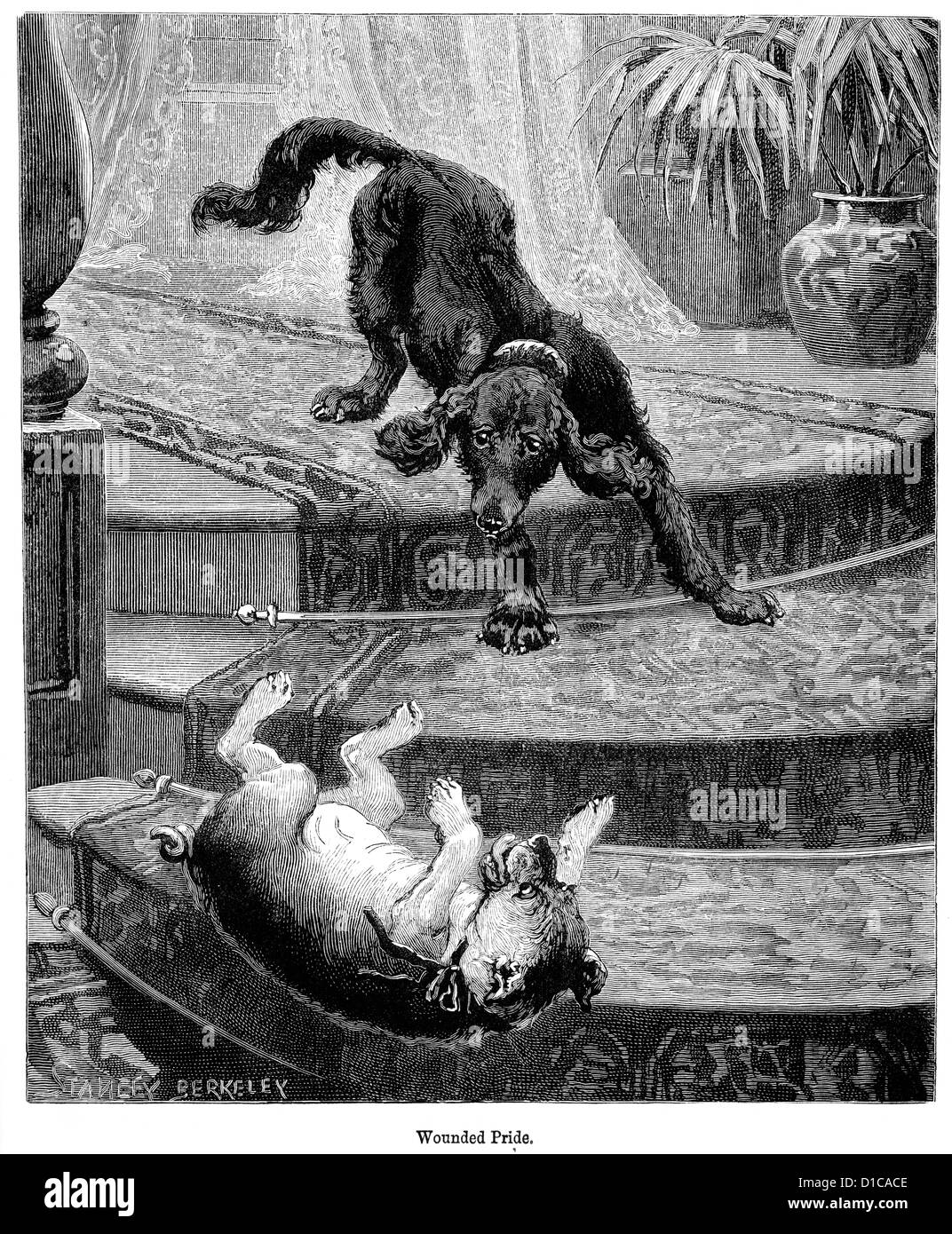 Victorian engraving of two dogs fighting, 1897 Stock Photo - Alamy
