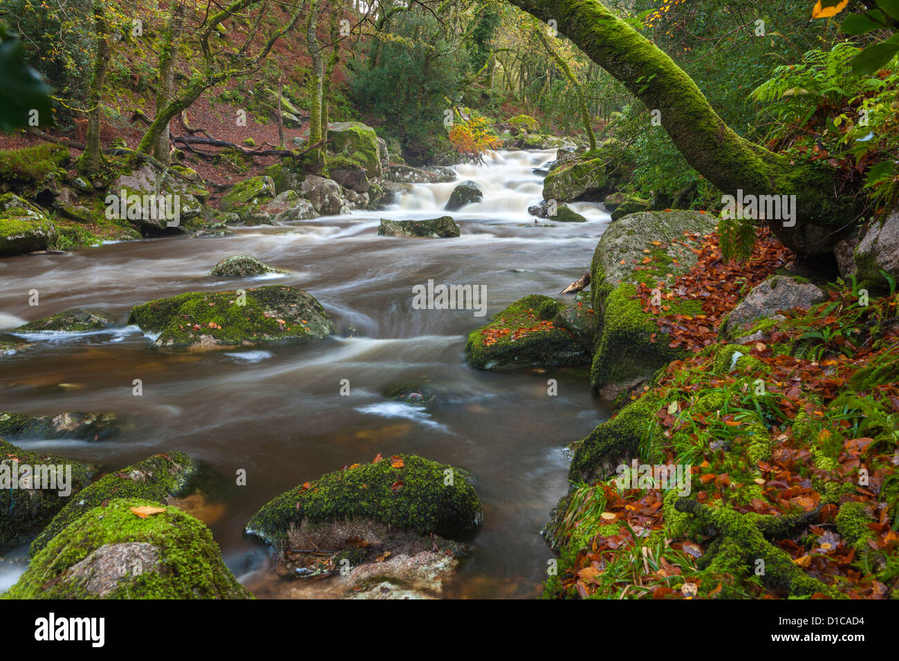 Rocky River Plym flowing through Dewerstone Wood near Shaugh Prior in ...