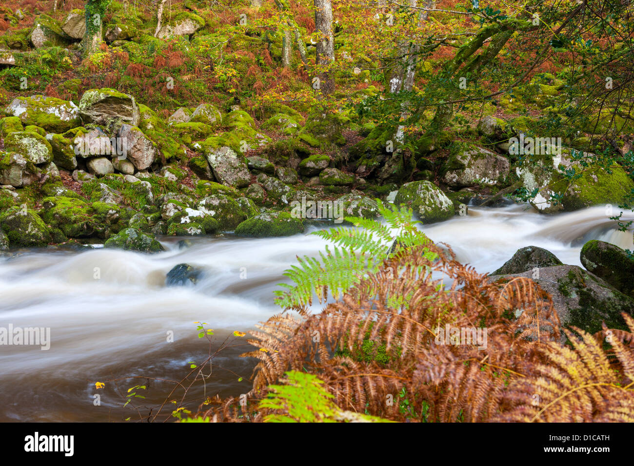 Rocky River Plym flowing through Dewerstone Wood near Shaugh Prior in ...