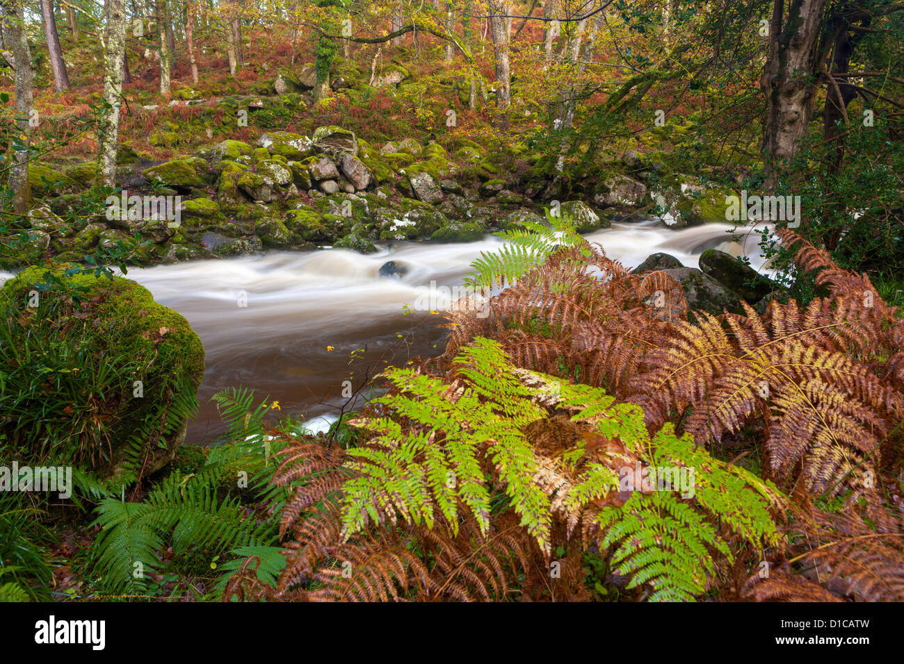 Rocky River Plym flowing through Dewerstone Wood near Shaugh Prior in ...