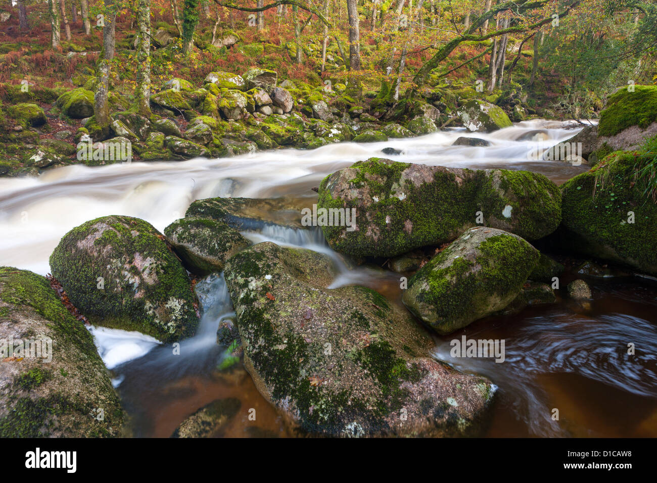 Rocky River Plym flowing through Dewerstone Wood near Shaugh Prior in ...