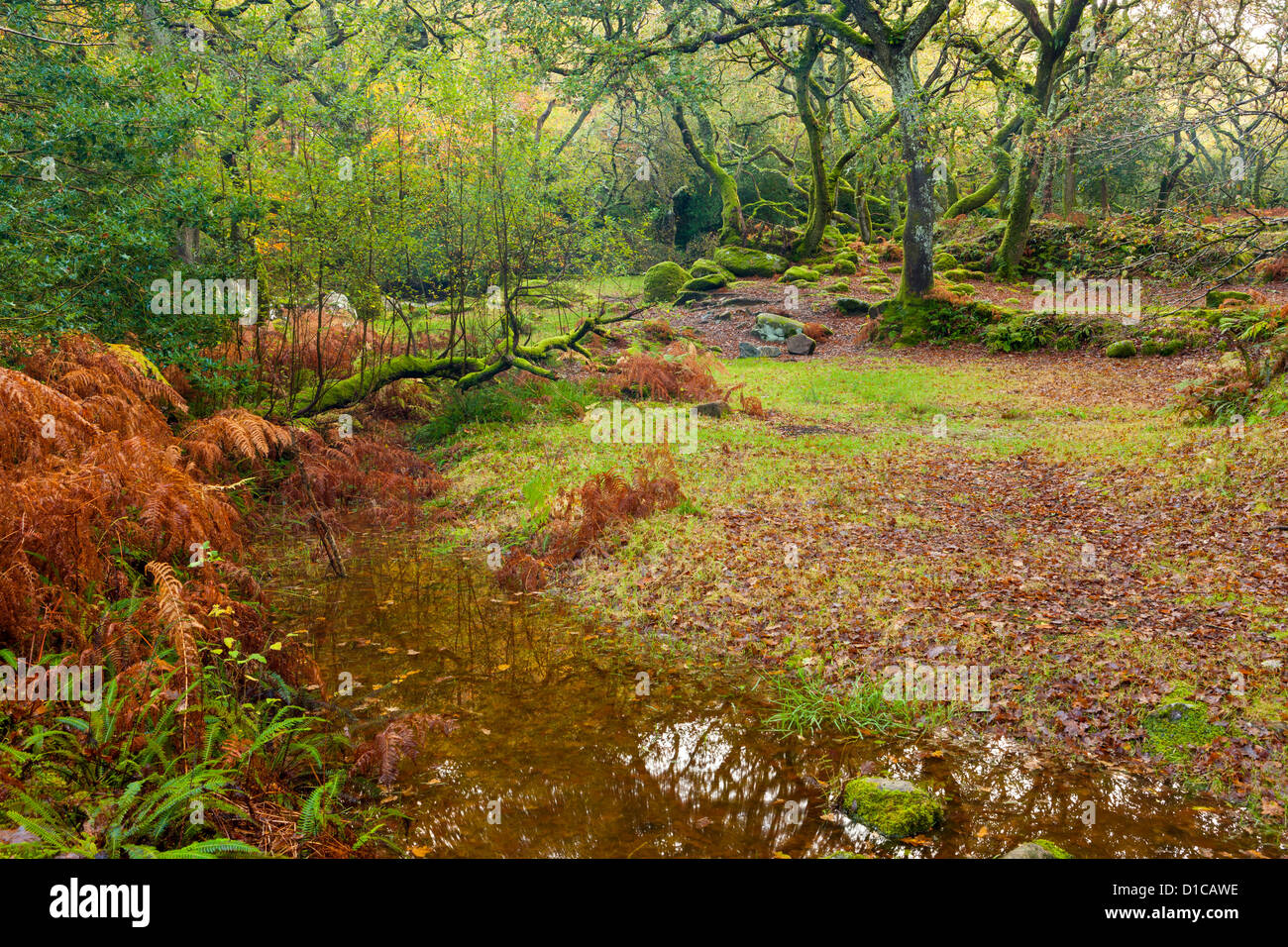 Dewerstone Wood near Shaugh Prior in Dartmoor National Park, Devon ...