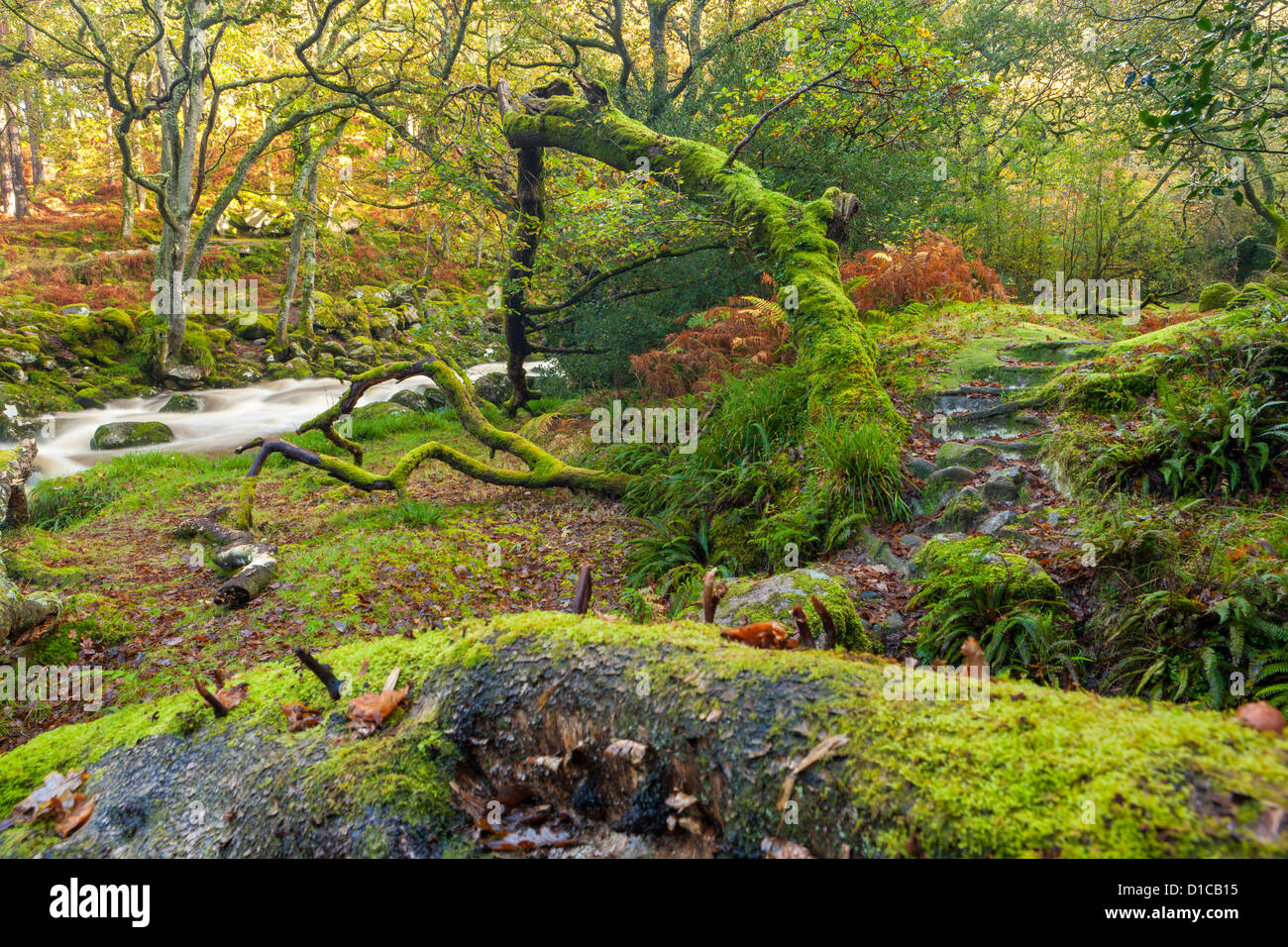 Plym stone hi-res stock photography and images - Alamy