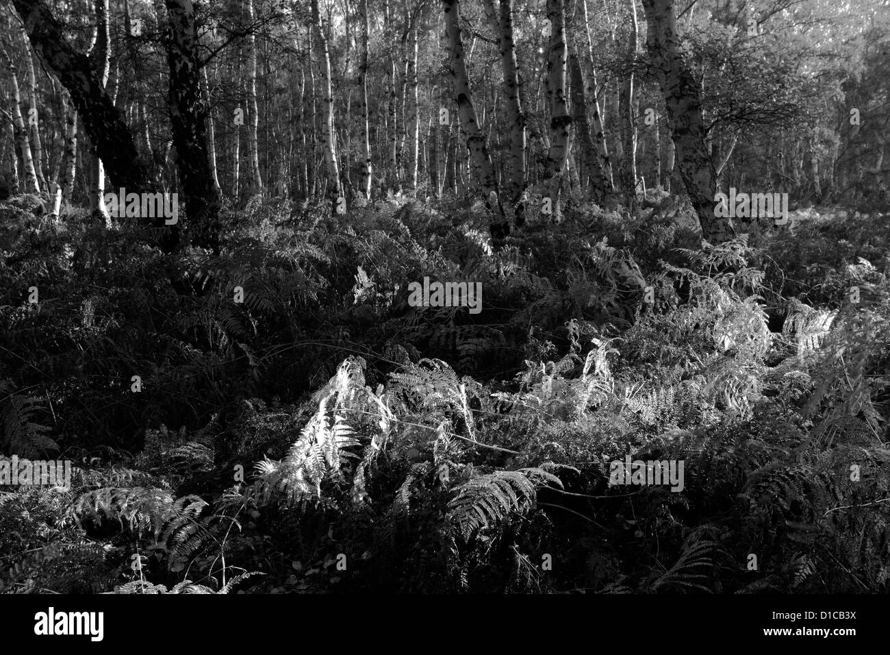 Bracken fern pteridium aquilinum leaf Black and White Stock Photos ...