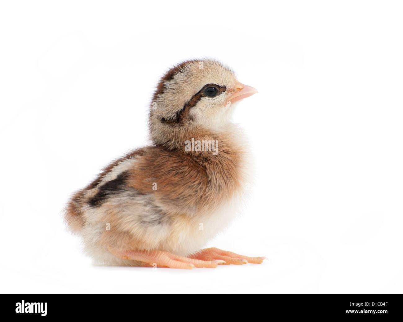 Cute little striped Easter chick. side view, on white background Stock ...