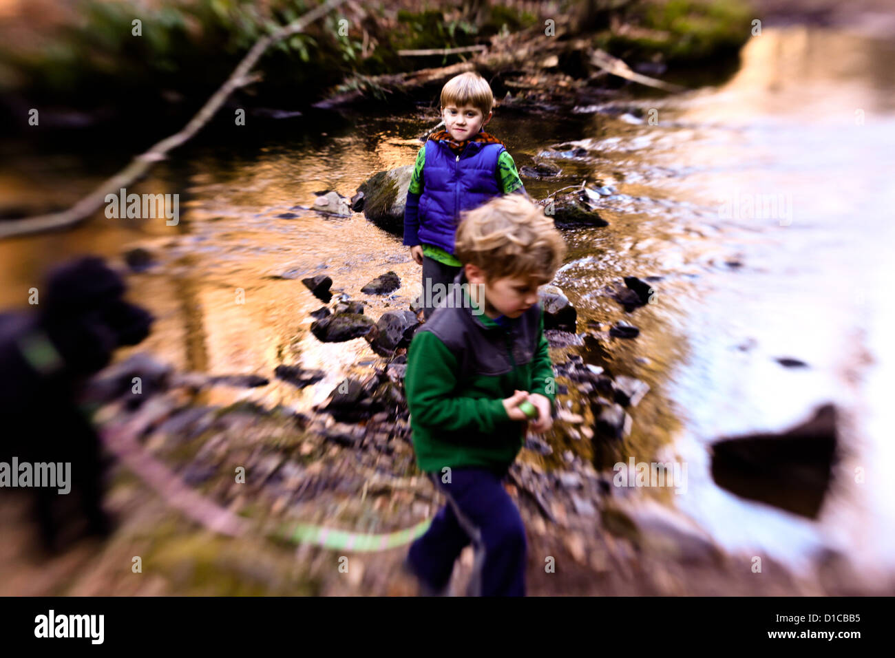 Two little boys playing in and around a stream on a fall day with their ...