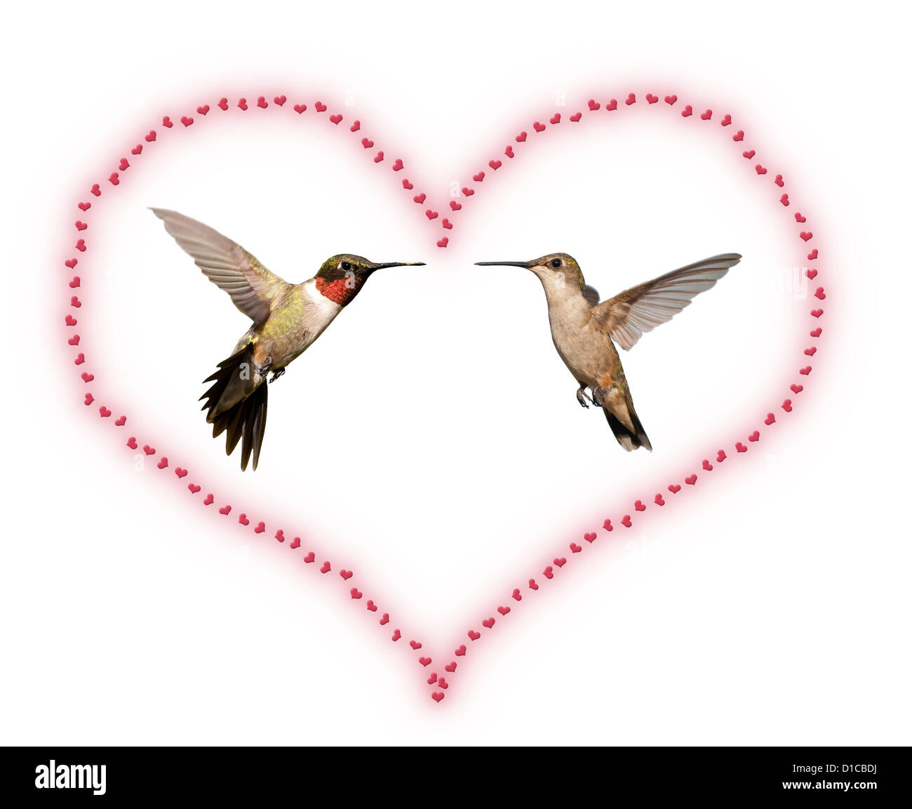 Two Hummingbirds inside a Valentine's Day heart; isolated on white ...