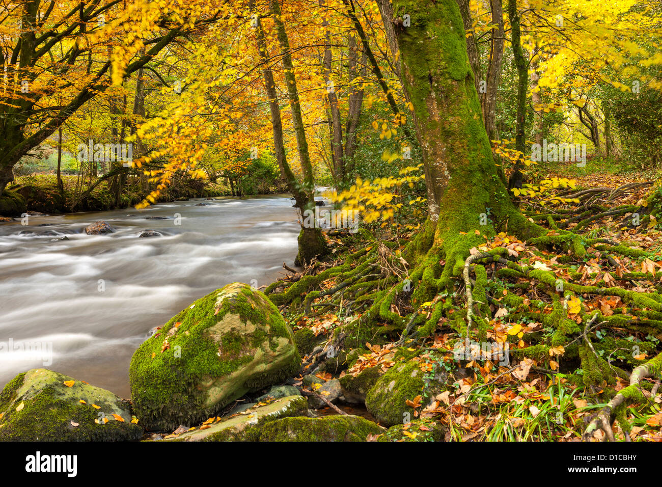 The River Teign flowing through Dunsford Wood in autumn in the Dartmoor ...