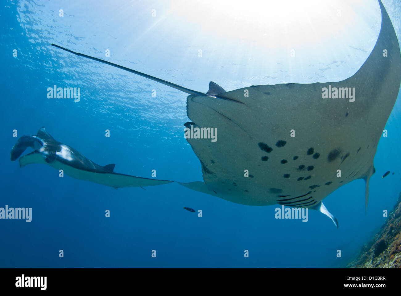 Manta ray magnificent manta ray hi-res stock photography and images - Alamy