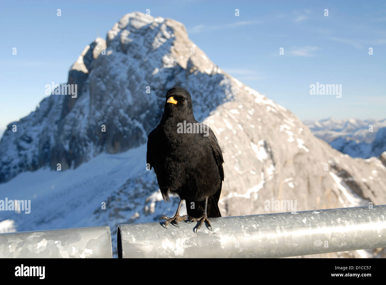 Alpine chough (also called yellow-billed chough) in front of the ...