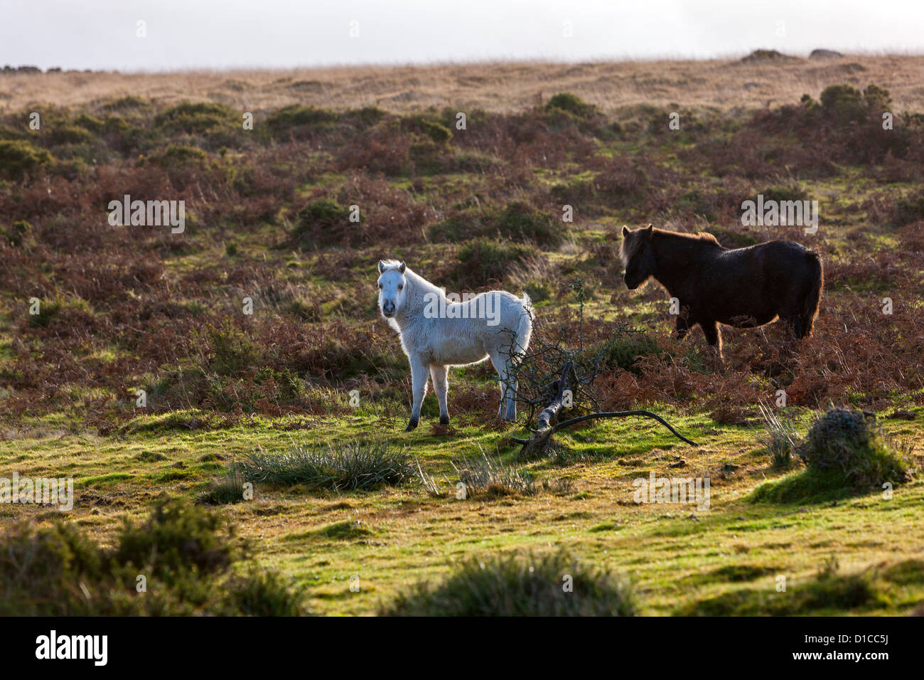 National park horse in uk hi-res stock photography and images - Alamy