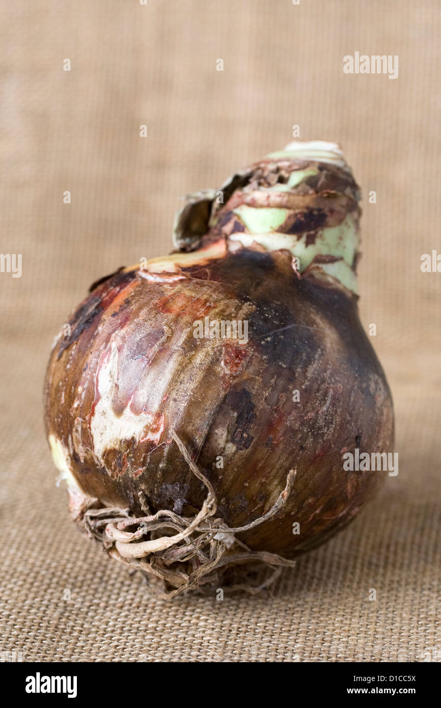 A single Hippeastrum bulb on a hessian background. Amaryllis bulb Stock ...