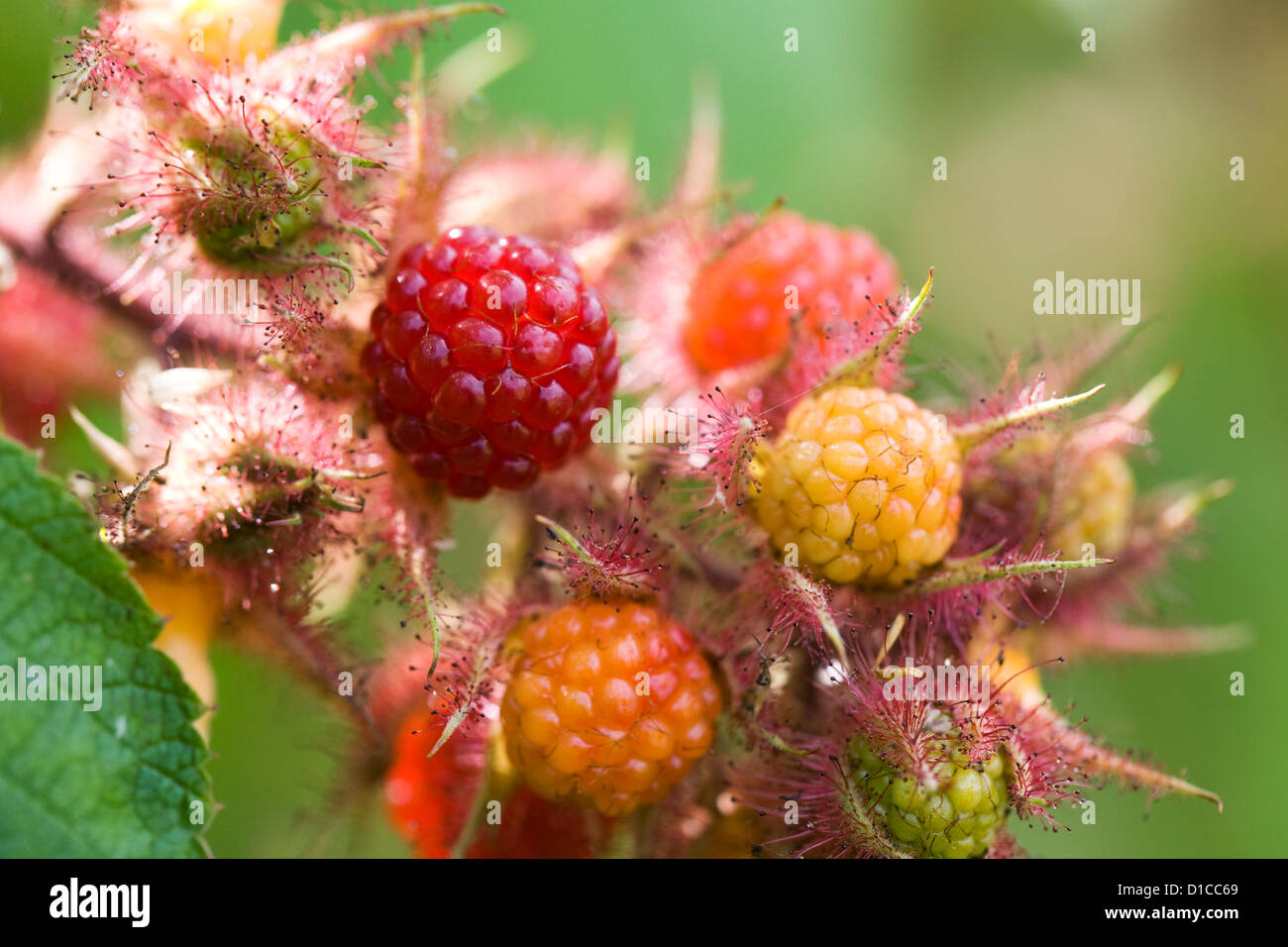 Rubus phoenicolasius. Japanese wineberry fruit portrait Stock Photo - Alamy