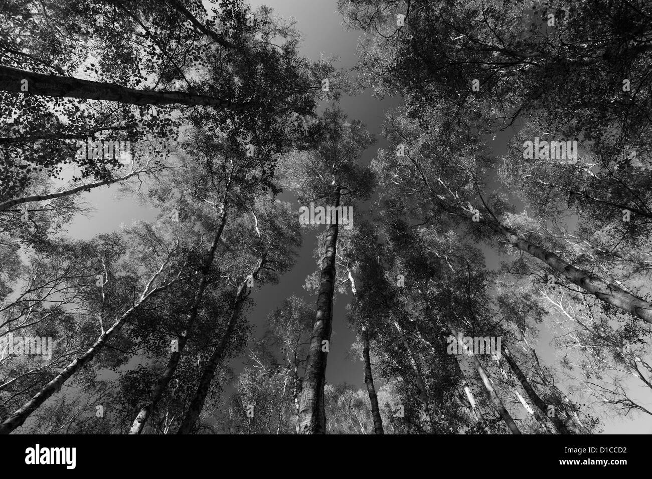 Silver Birch trees with autumn colours (Betula pendula Stock Photo - Alamy