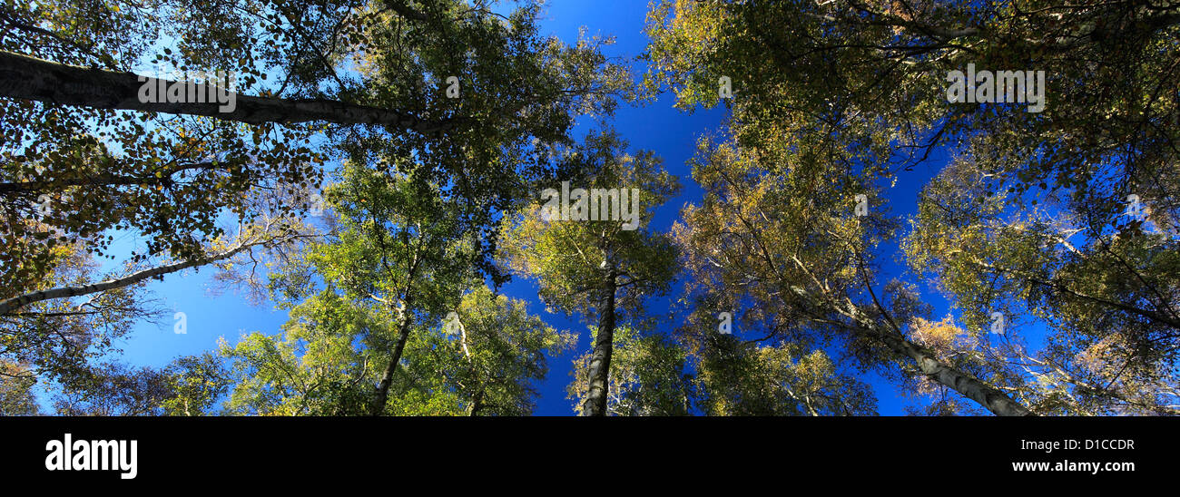 Silver Birch trees with autumn colours (Betula pendula Stock Photo - Alamy