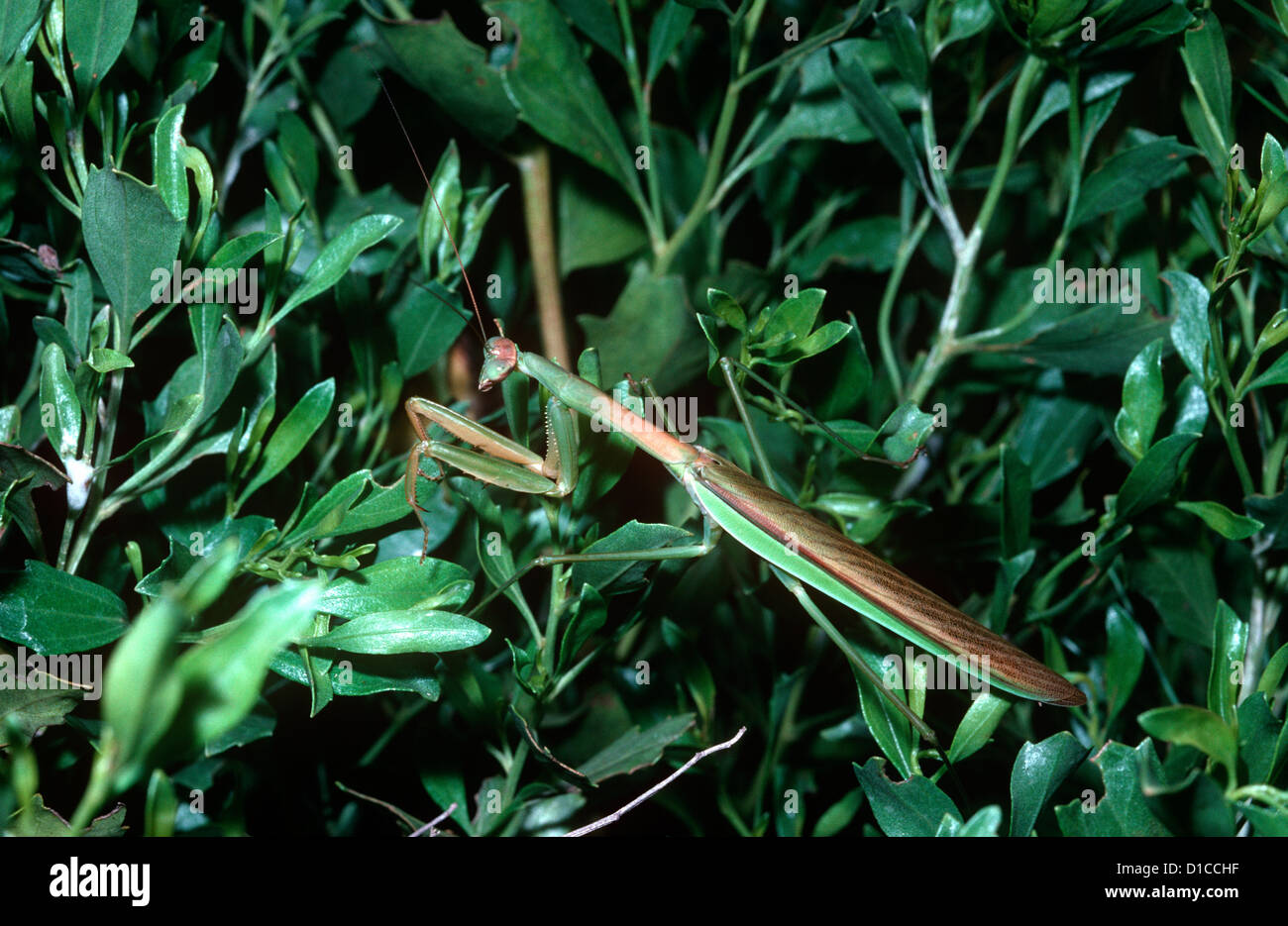 Tenodera aridifolia sinensis Chinese mantis male, S. Carolina. An ...