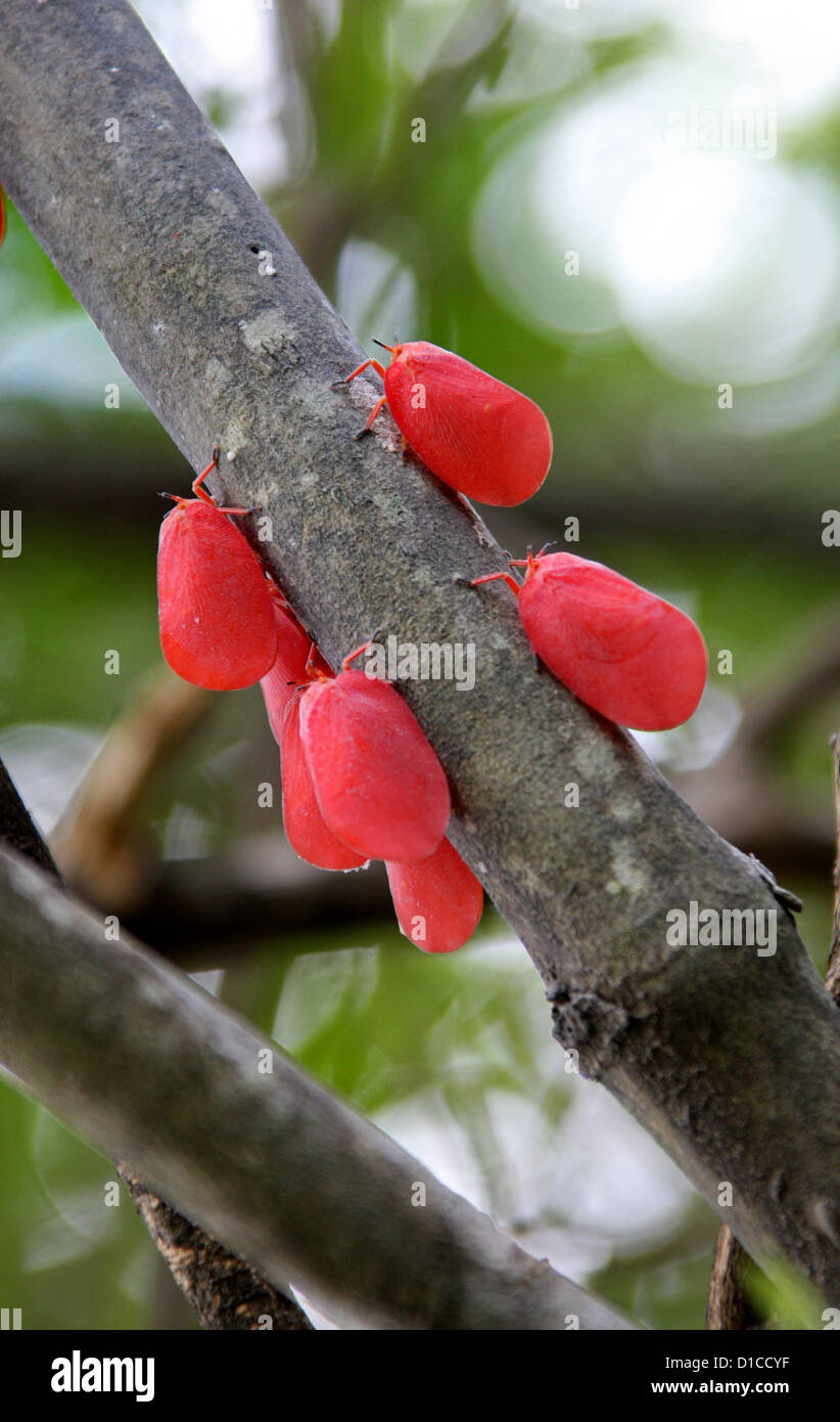 Flatid bugs hi-res stock photography and images - Alamy