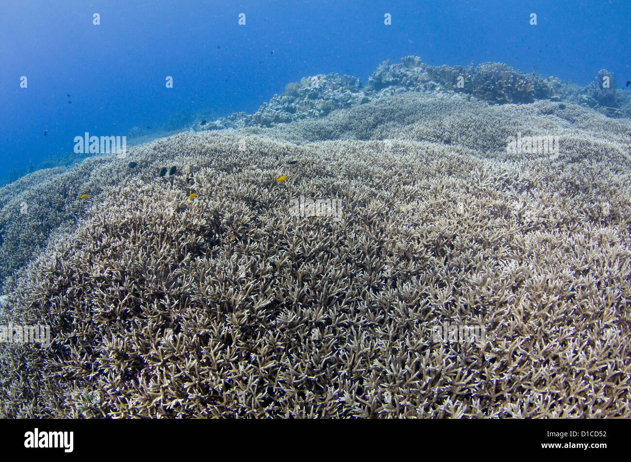 A hard coral garden with a variety of different hard corals including ...