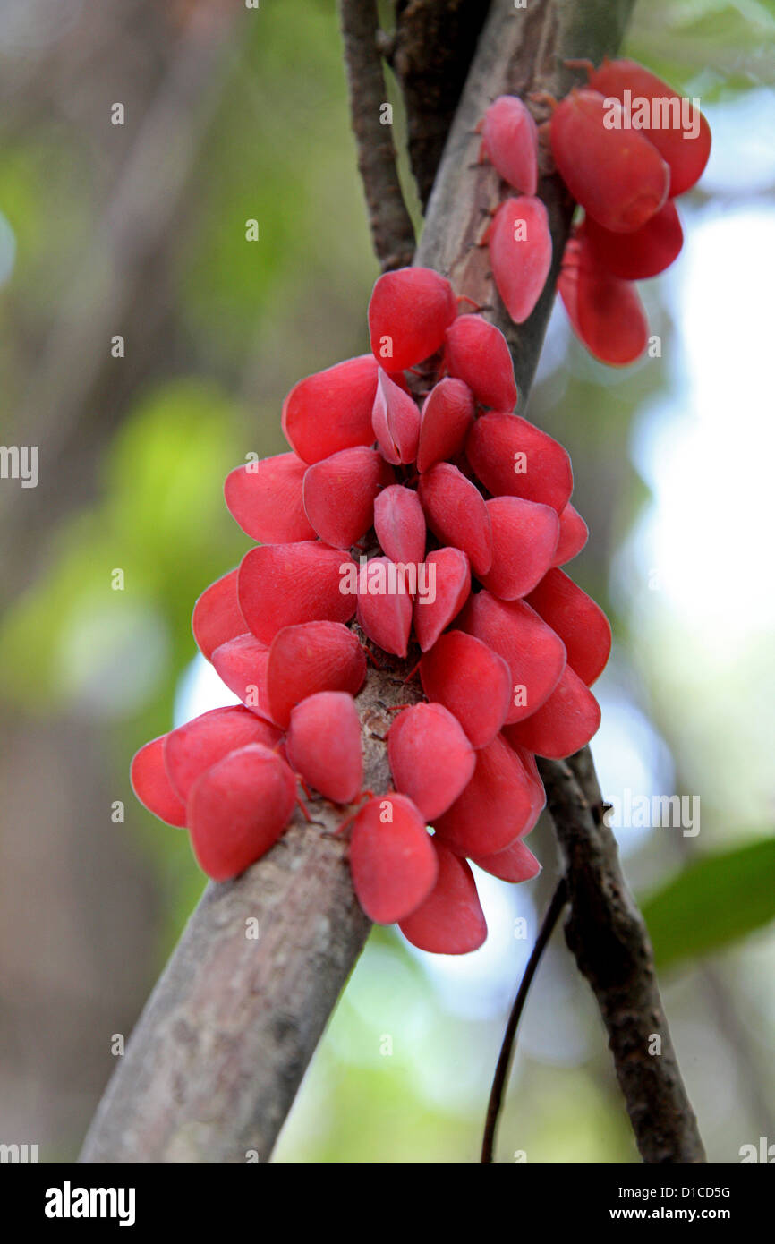 Adult Flatid Leaf Bugs, Phromnia rosea, Flatidae, Hemiptera ...