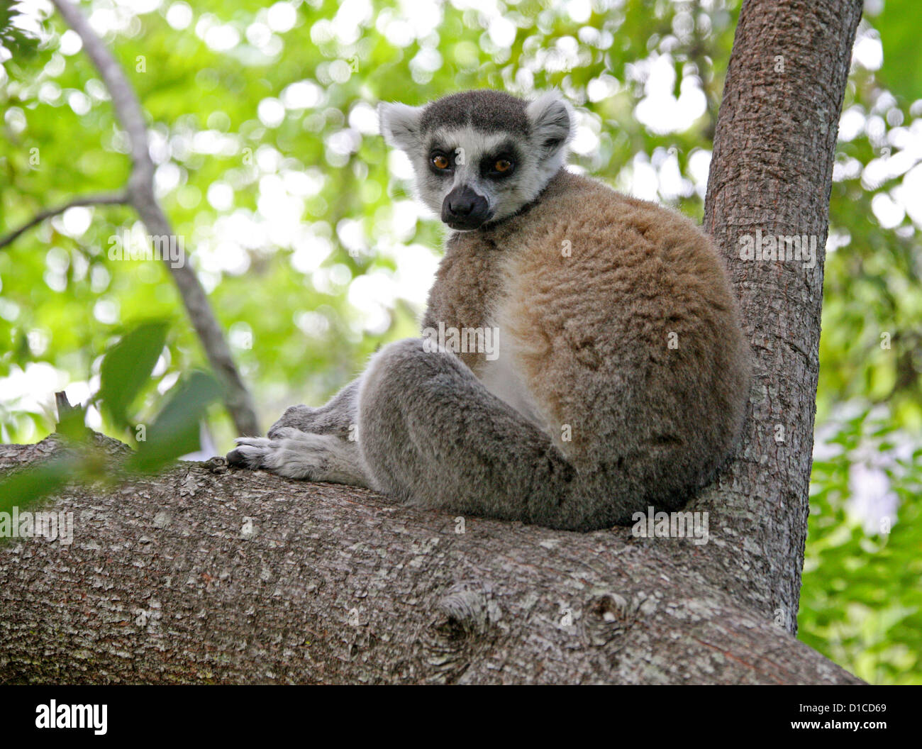 Ring tailed Lemur, Lemur catta, Lemuridae, Primates. Anja Community ...