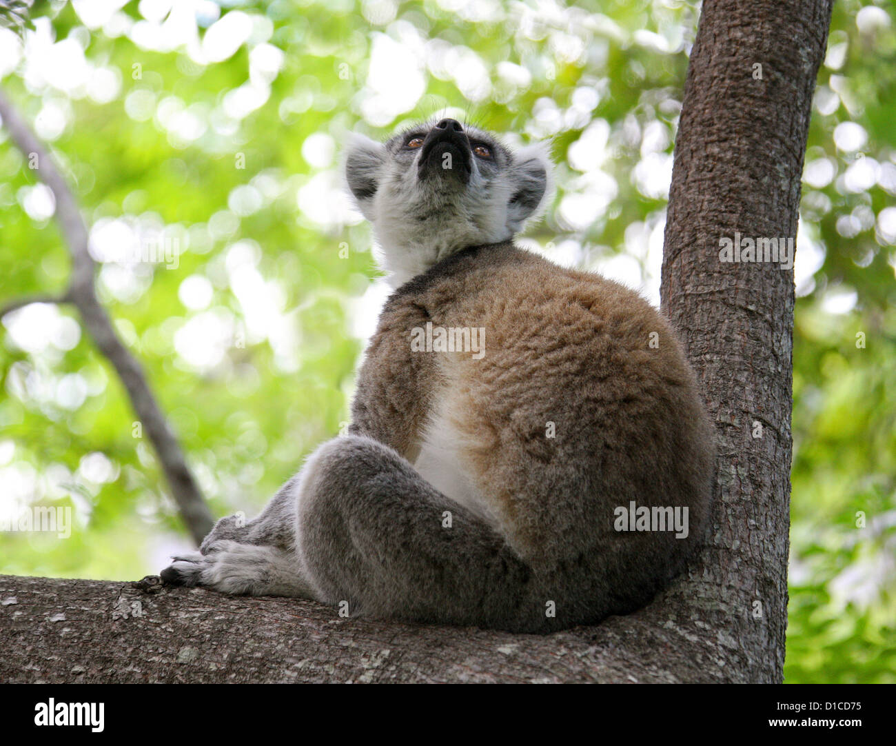 Ring tailed Lemur, Lemur catta, Lemuridae, Primates. Anja Community ...