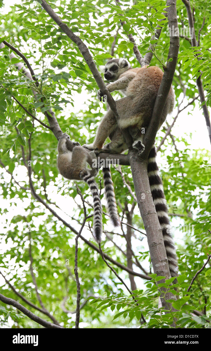 Ring tailed Lemur, Lemur catta, Lemuridae, Primates. Anja Community ...