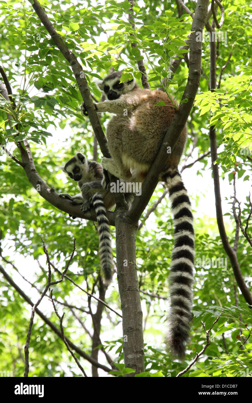 Ring tailed Lemur, Lemur catta, Lemuridae, Primates. Anja Community ...